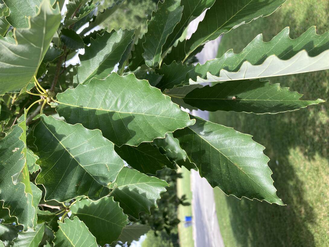 Chinkapin Oak | CMP Tree Selection Tool